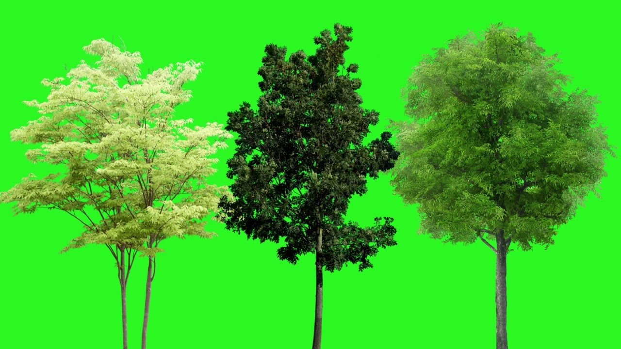 Tree Green Screen - YouTube