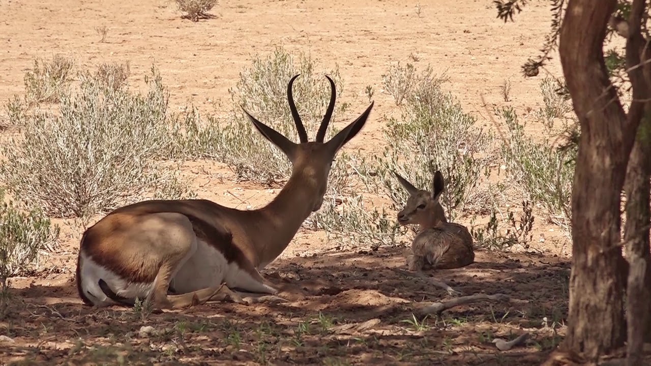 Newborn Baby Springbok - Kgalagadi Transfrontier Park - South Africa ...