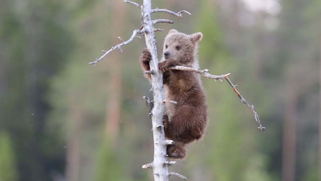 Adorable Bear Cubs Climbs Tree - YouTube