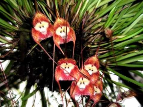 Orquideas da Amazonia - YouTube