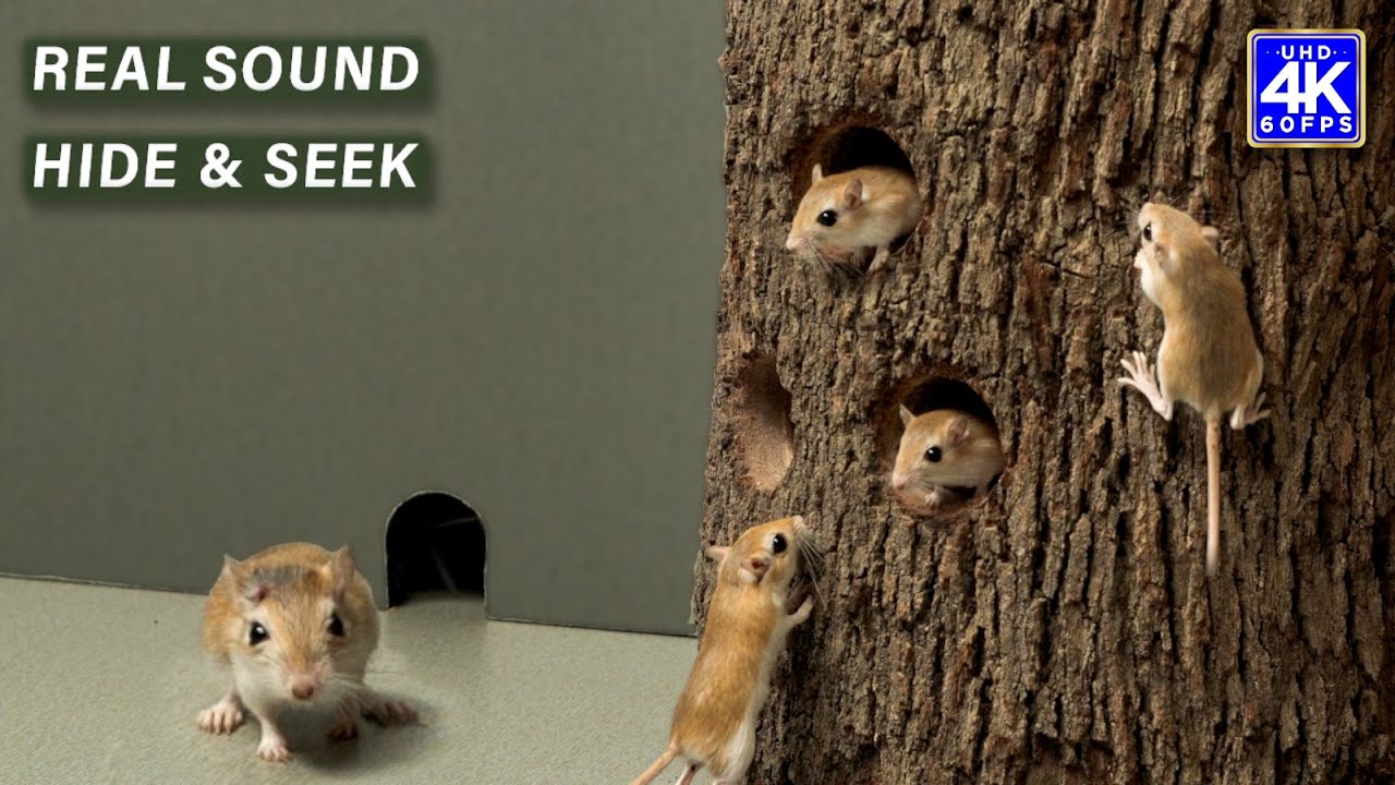 Cat TV: Adorable Mice Playing Hide & Seek in Jerry Holes | 8 Hours of ...