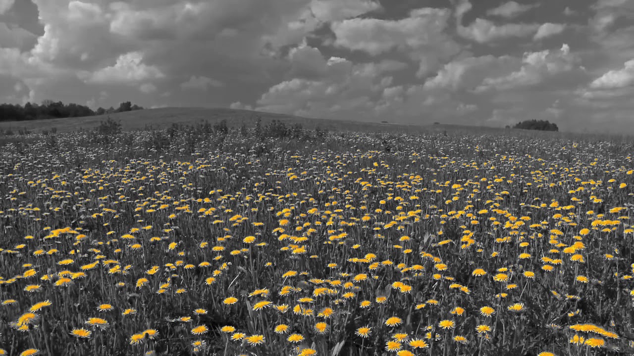 Time lapse Dandelion from flowers to seeds HD - YouTube