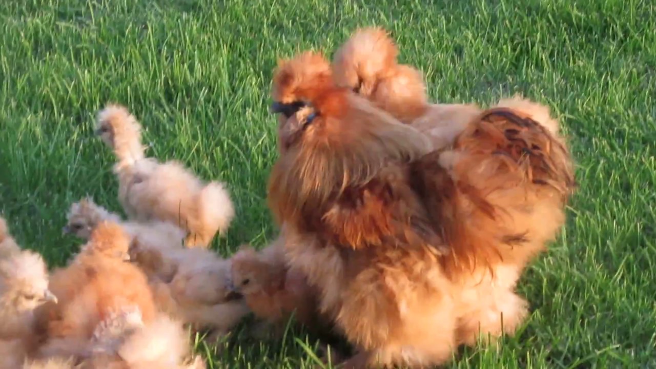 Buff silkie chickens and chicks - YouTube