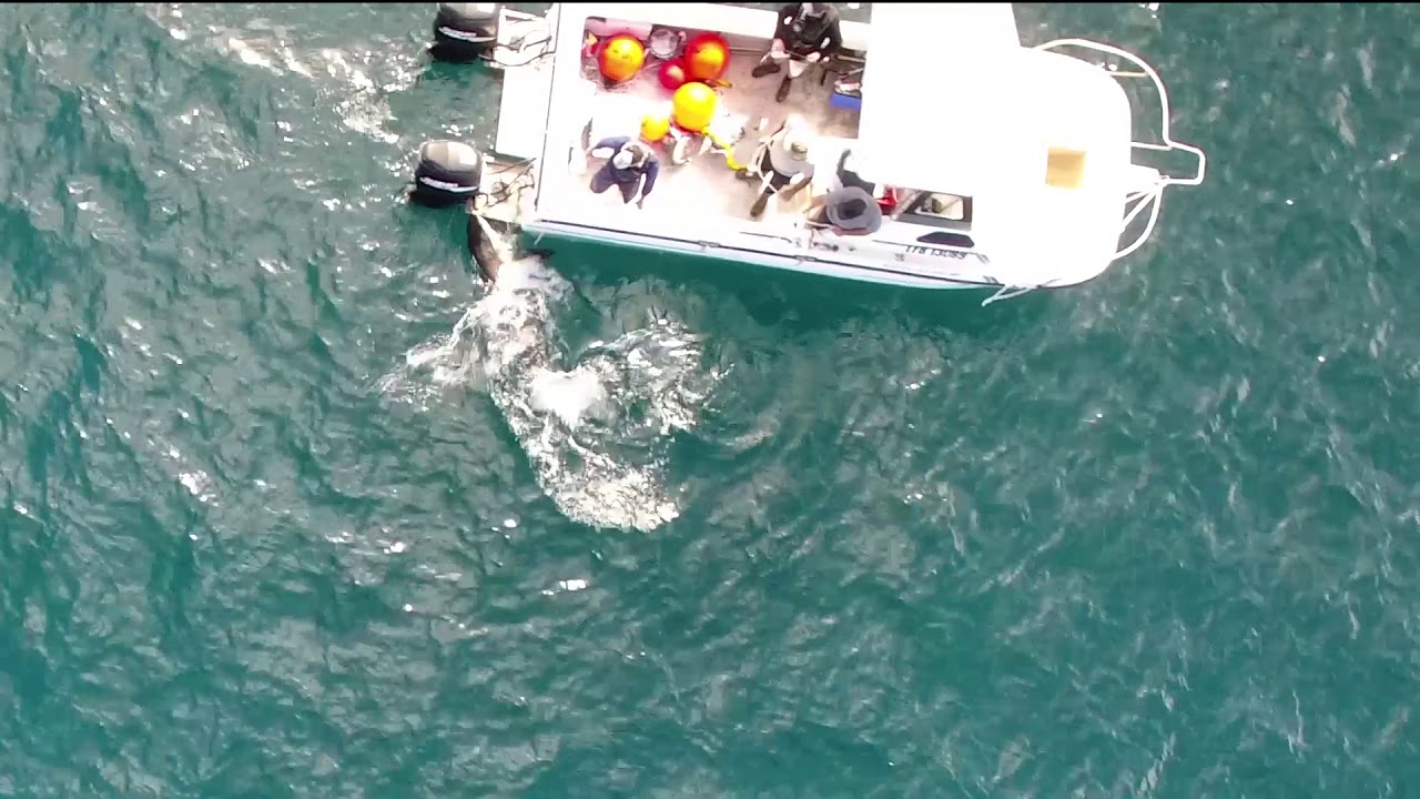 Shark release - YouTube