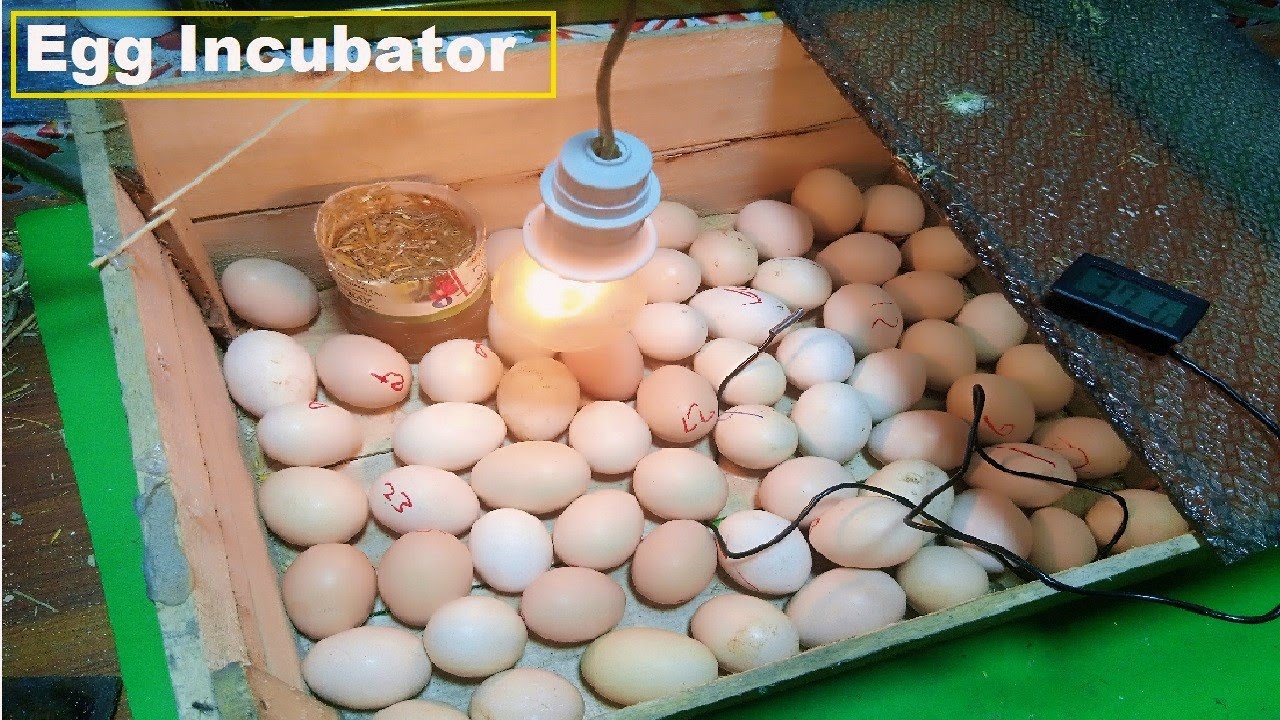 DIY-HOMEMADE EGG INCUBATOR FOR CHICKEN EGGS || EASY WAY TO HATCH EGGS ...
