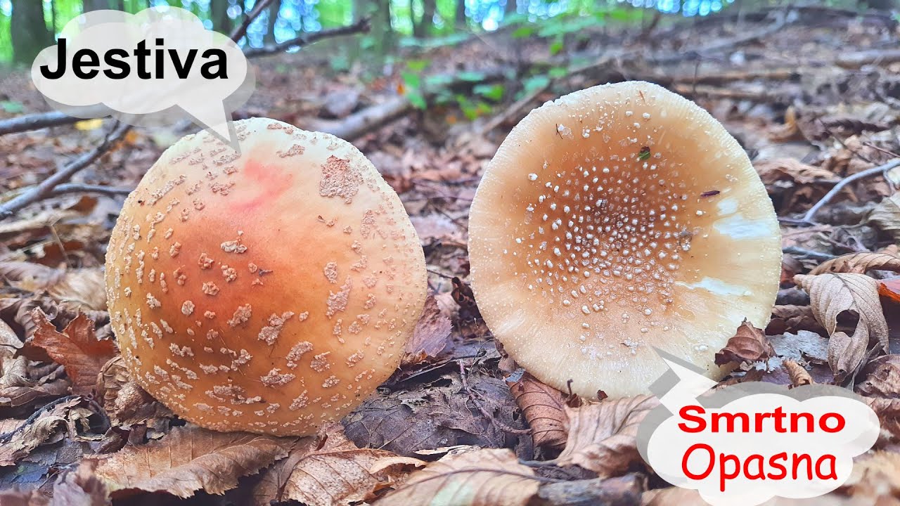 Biserka & Panterova Muhara - Jestiva i Otrovna - Jako slične - YouTube