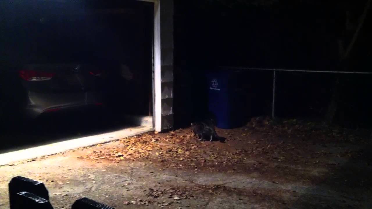 Chasing a mouse - YouTube