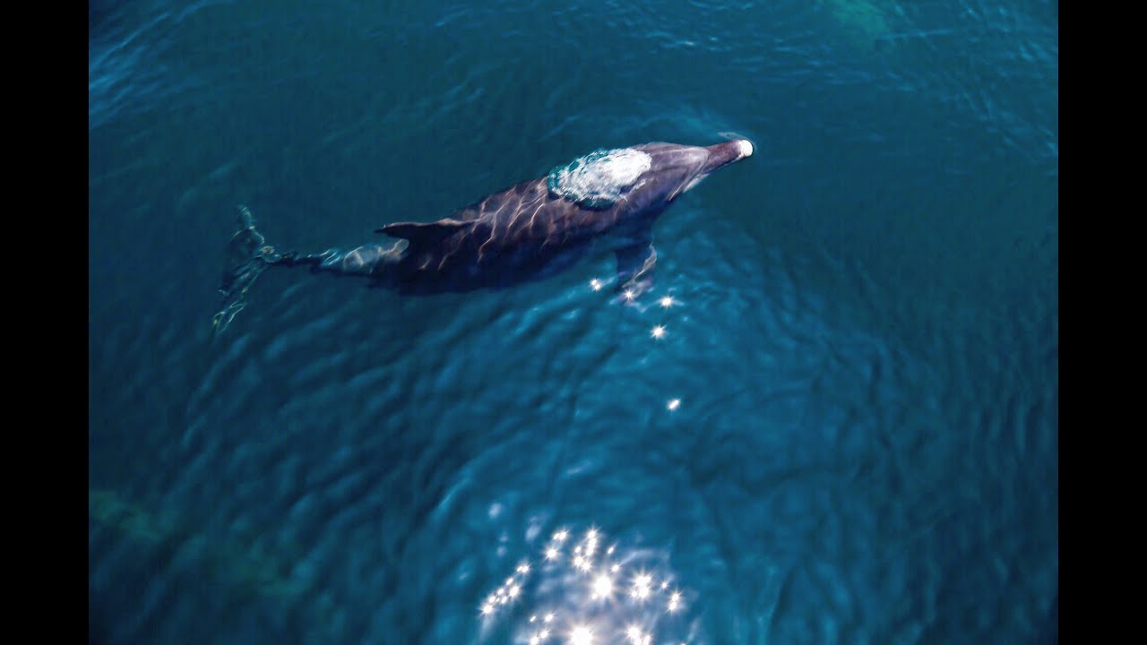 Drone dolphin blue Welcome to KADUSA dolphin watching 南島原市かづさイルカウォッチング ...