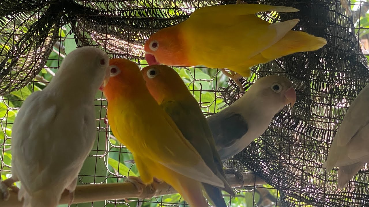 Periquitos Inseparables disponibles - YouTube