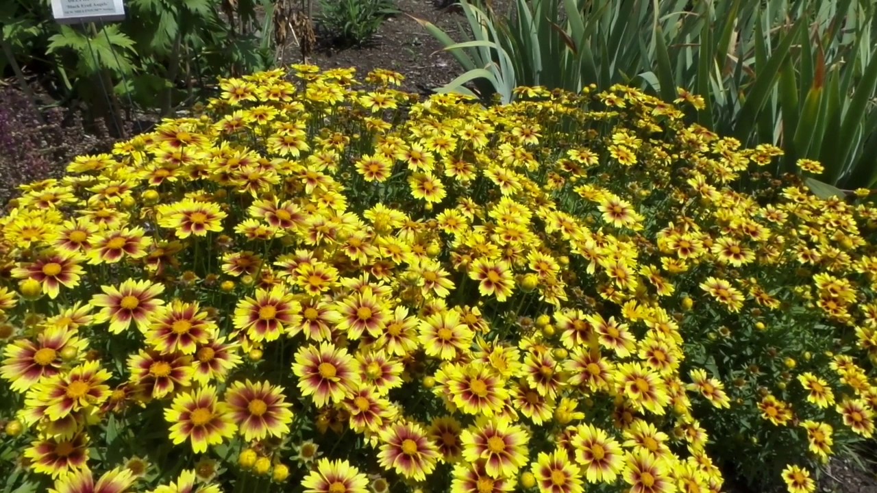 Tickseed LIL BANG™ ENCHANTED EVE COREOPSIS | www.gardecnrossings.com ...