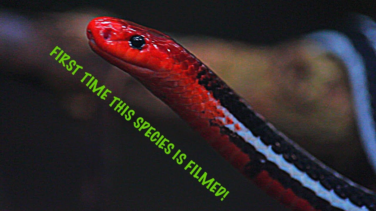 SNAKE SPECIES FILMED FOR THE FIRST TIME!! - YouTube
