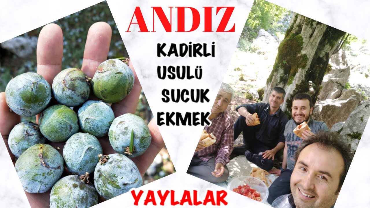 ANDIZ NEDİR? ANDIZ TOPLAMA | ANDIZ TESBİHİ | ANDIZ PEKMEZİNİN FAYDALARI ...