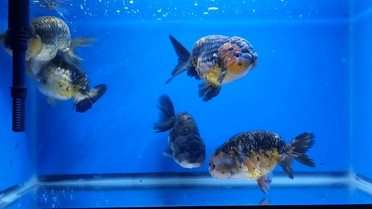 Ranchu Kirin (ID#1219RSL1) #16-20 - YouTube