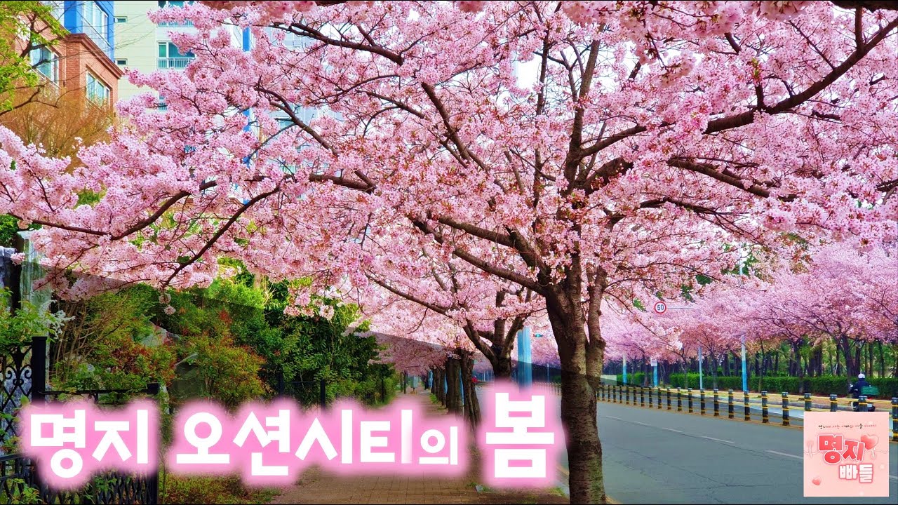 [명지빠들] 강서구 명지오션시티의 봄 Spring in Myeongji Ocean City, Gangseo-gu, Busan ...