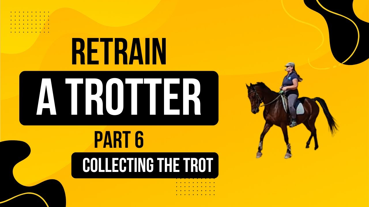 Retrain a trotter, part 6: collecting the trot - YouTube