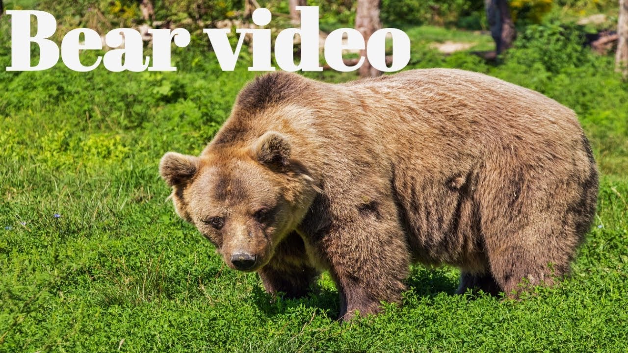 Amazing Bear video|| animal lover video||phenomena - YouTube