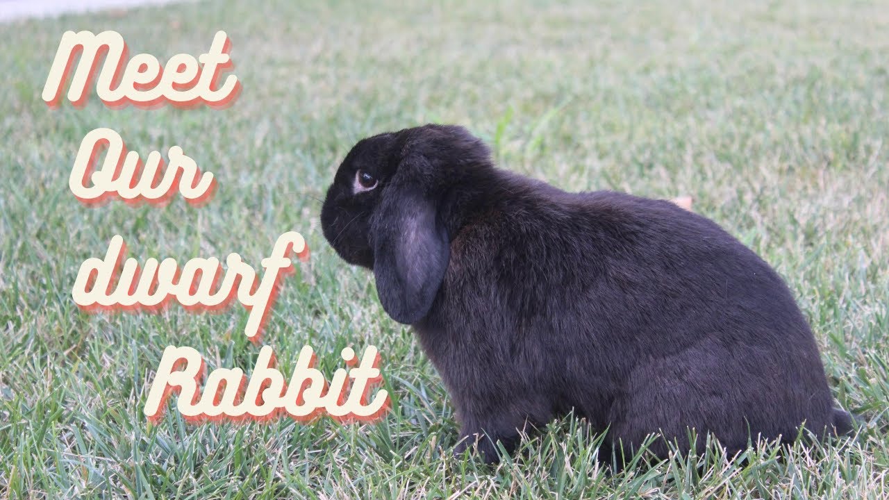 Meet our adorable Loped Ear dwarf Rabbit - YouTube