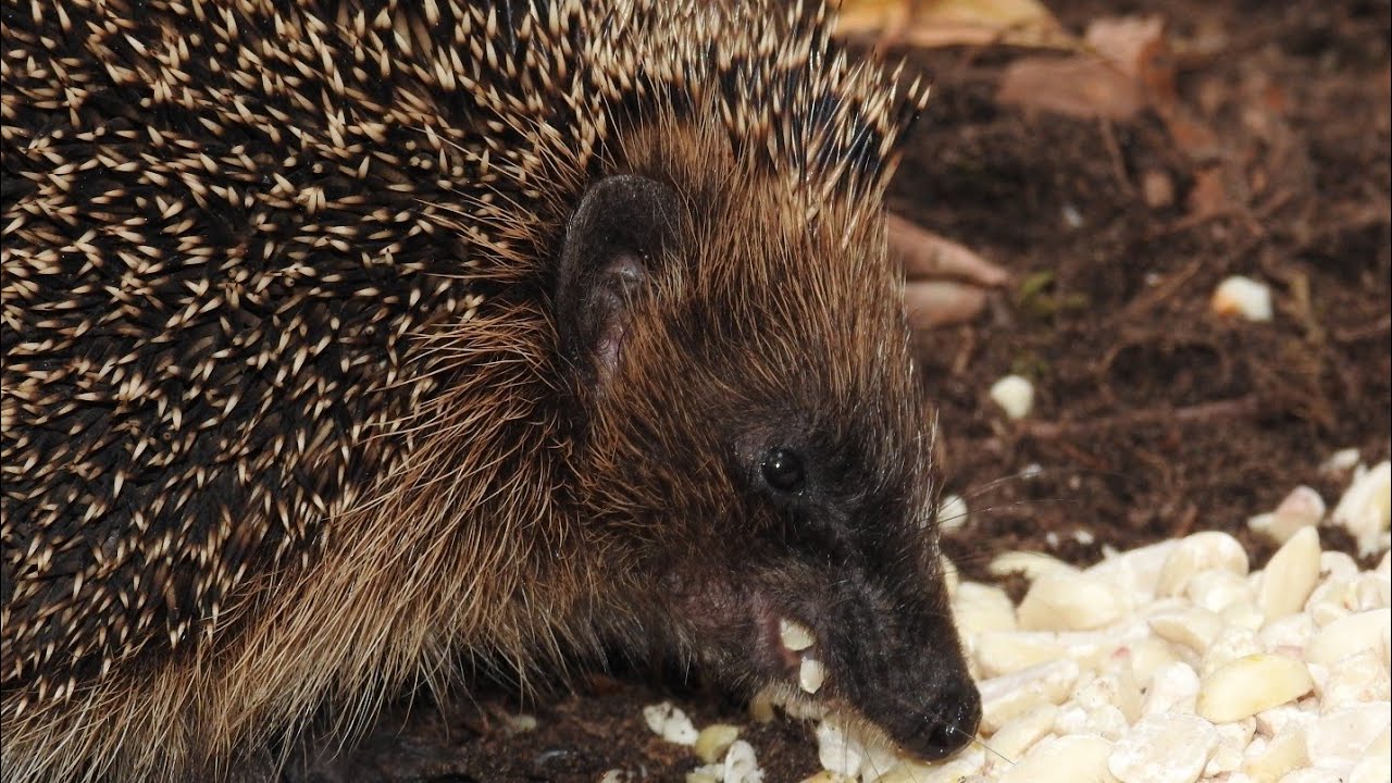 🦔Cute hedgehog in the forest / Igel im Wald - YouTube