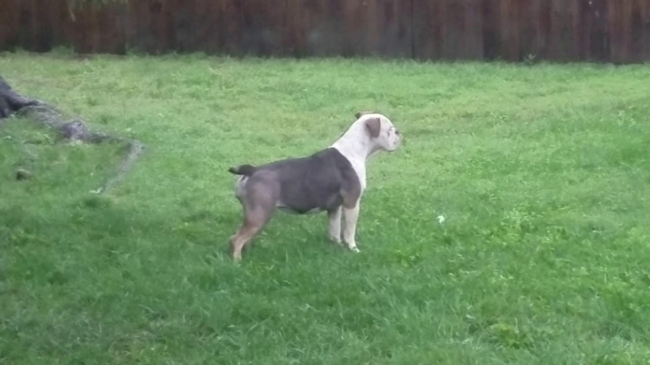 Campeiro buldogue aka Brazilian bulldog in America ...