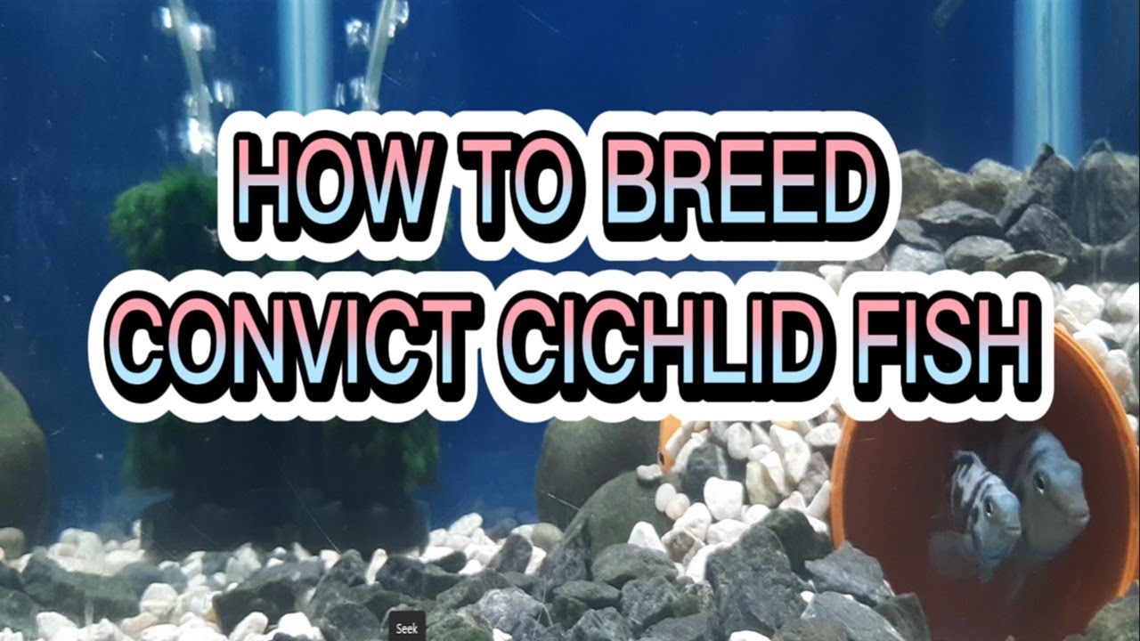 CONVICT CICHLID FISH 100% BREEDING SUCCESSFUL // Fish breeding Tutorial ...