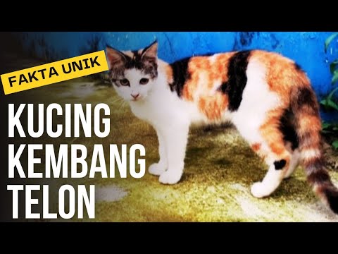 Fakta Unik Kucing Kembang Telon - YouTube