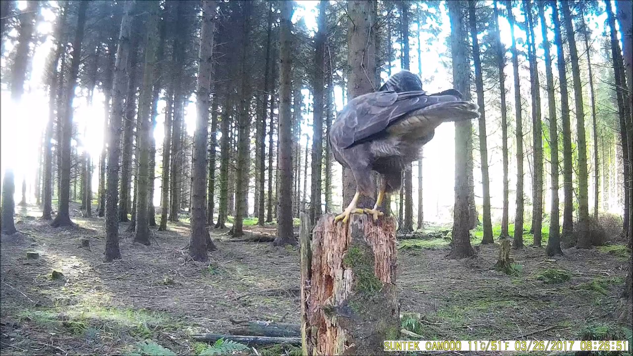 male buzzard feeding and cool pair vocalisations - YouTube