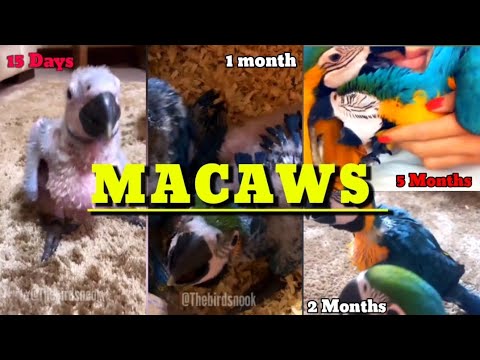 New Born Baby Macaw Growth Up || Blue Gold Macaw's Growth Up ...