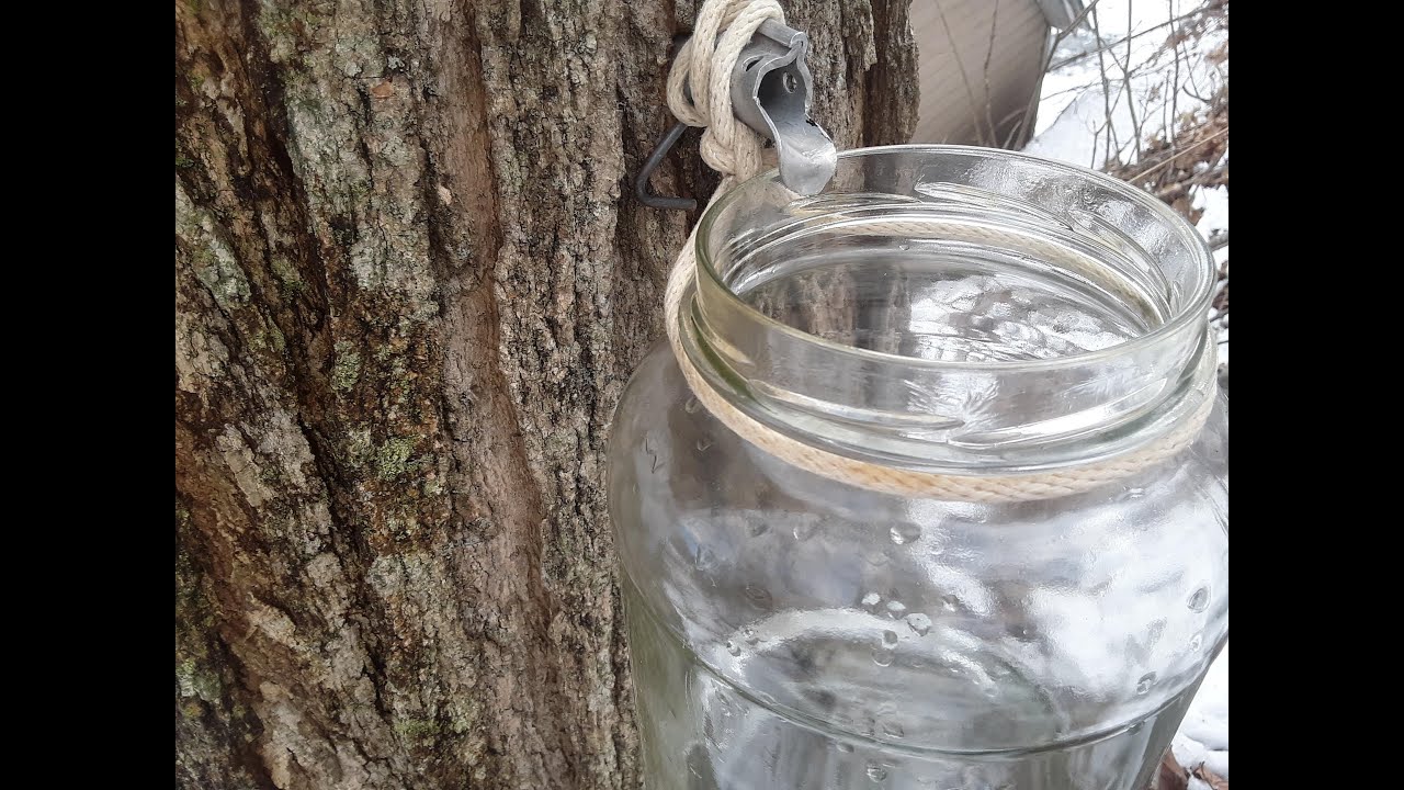 Harvesting Maple Sap to Drink - YouTube