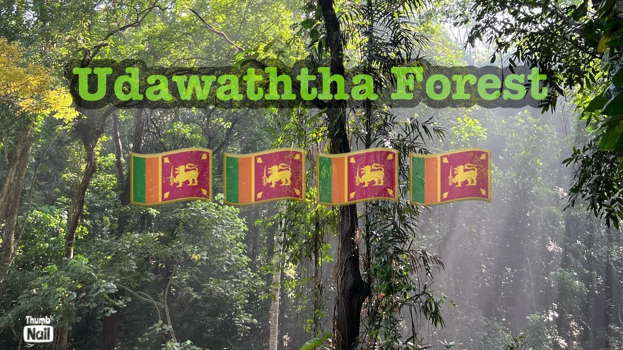 Udawaththa kale kandy Srilankan forest 🇱🇰🇱🇰🇱🇰🇱🇰🇱🇰visiting Sri Lanka ...