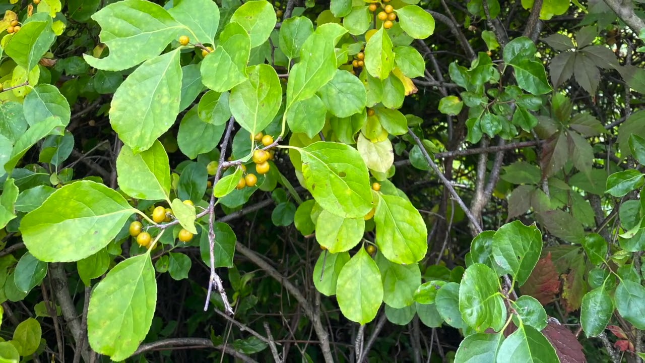 Celastrus orbiculatus (Celastraceae) oriental bittersweet - YouTube
