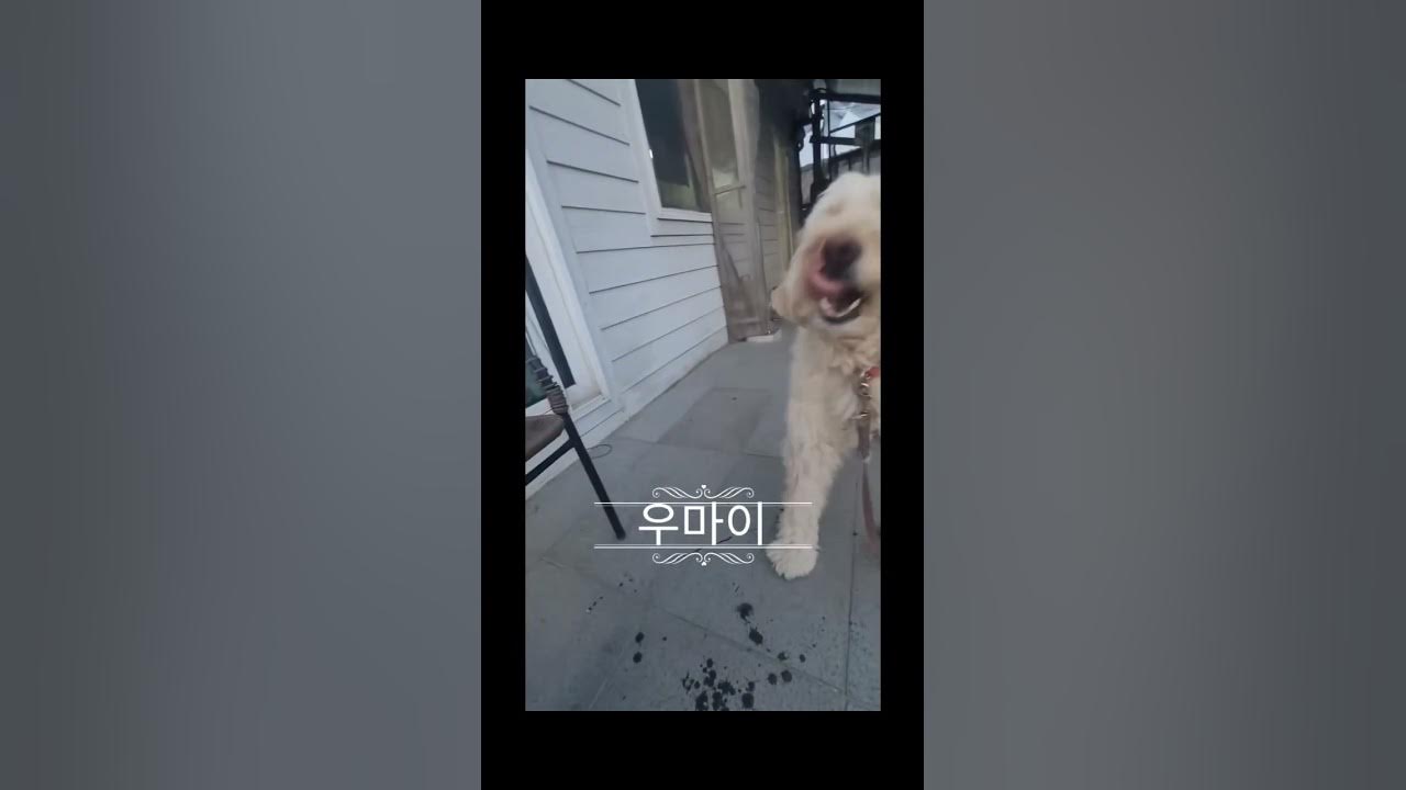겨울이 노란 수박 먹방 Youtube
