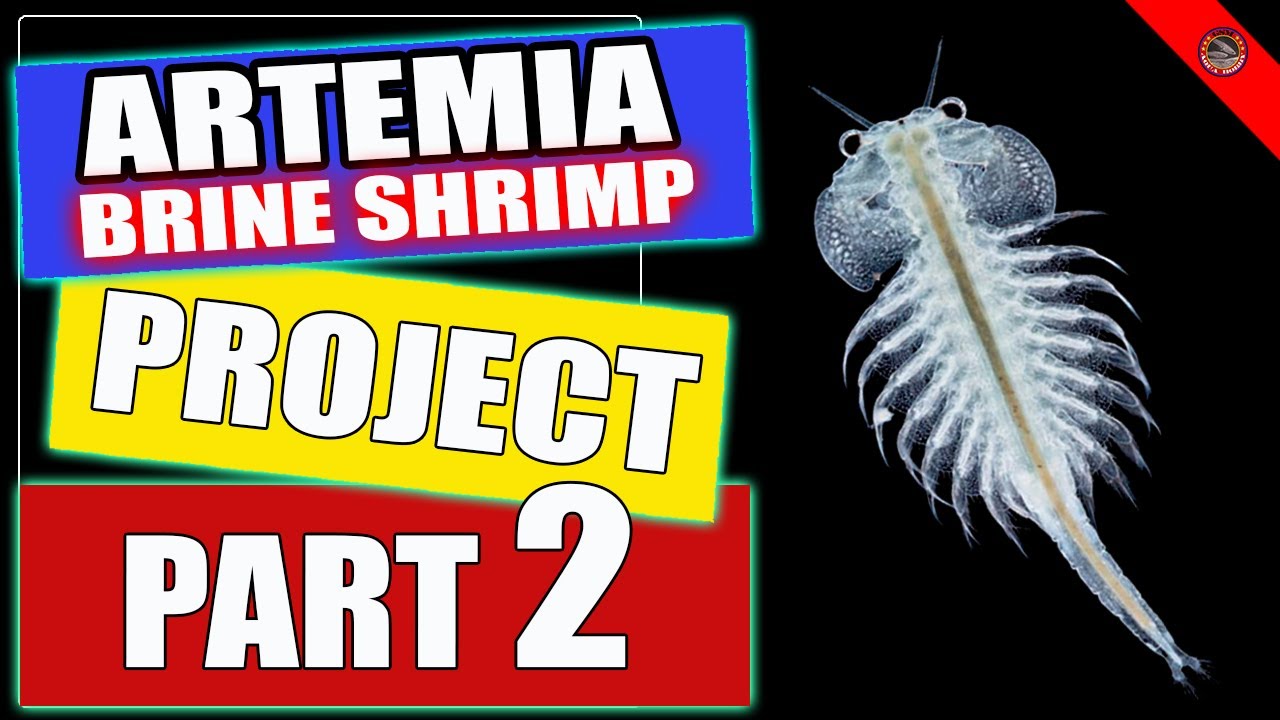 Artemia - Brine Shrimp Project Part 2 - YouTube