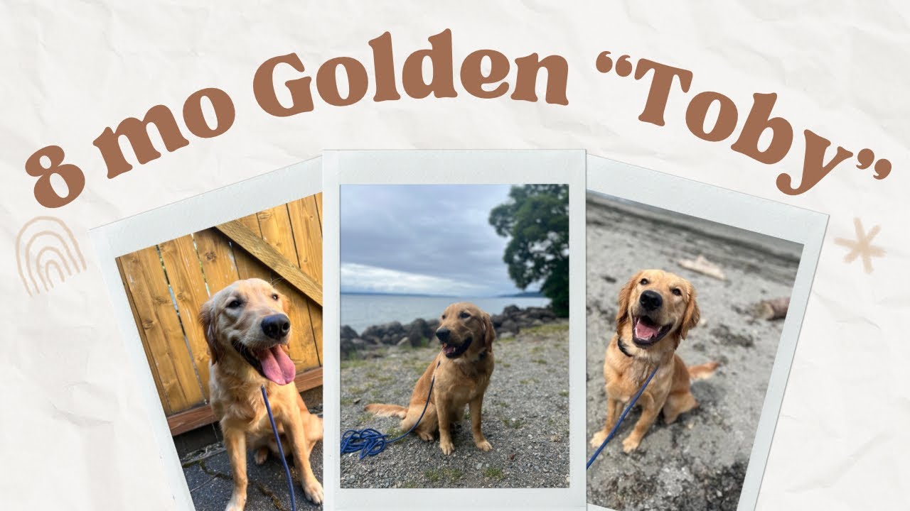 8 mo Golden (Toby) | Off Leash K9 Training Seattle/Tacoma - YouTube