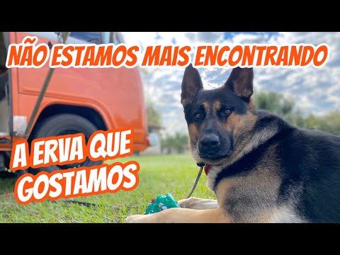 Já procuramos por tudo! | VANLIFE REAL