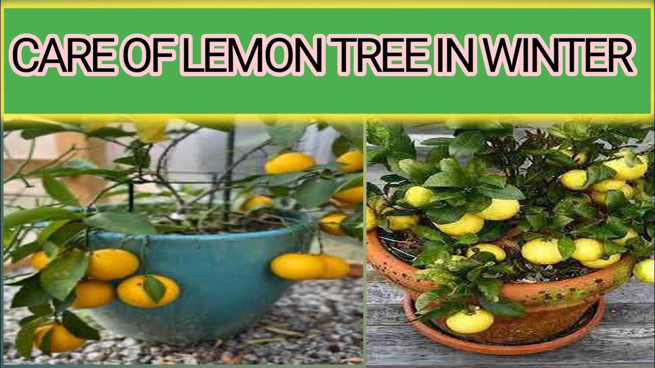 How to protect potted lemon tree in winter / citrus tree - YouTube