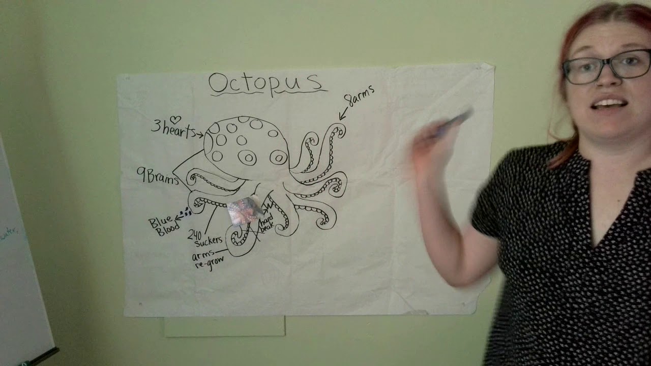 Octopus Draw and Label Part 1 - YouTube