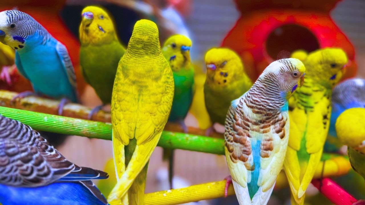 ASMR for Those Who Want to Sleep Soundly 2 Hours of Budgies Song -birds sounds - Singing and ...