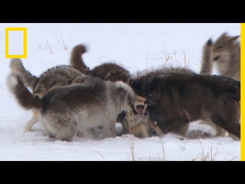 Le règne sans pitié d'une meute de loups