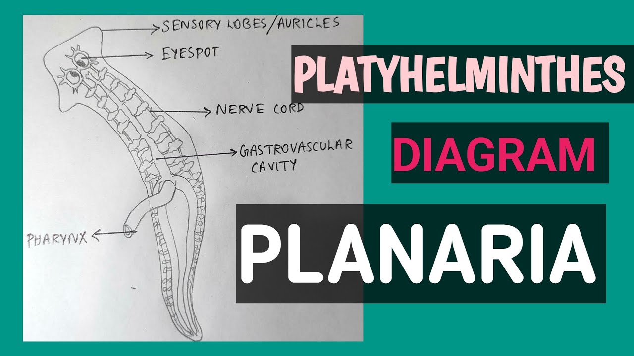 Planaria/Phylum Platyhelminthes easy drawing@vaigam-tb4bs - YouTube