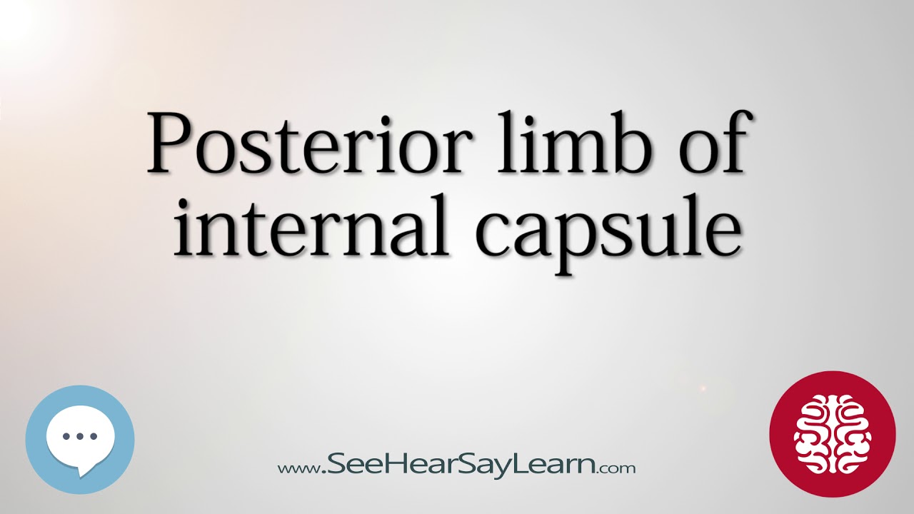 Posterior limb of internal capsule Anatomy of the Brain SeeHearSayLearn ...