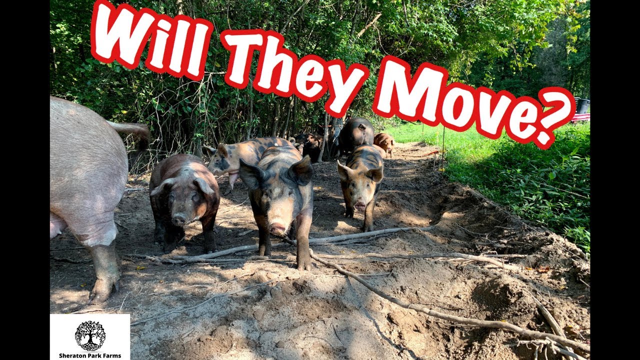Pastured Pork - Moving Pigs Between Paddocks The EASY WAY - YouTube