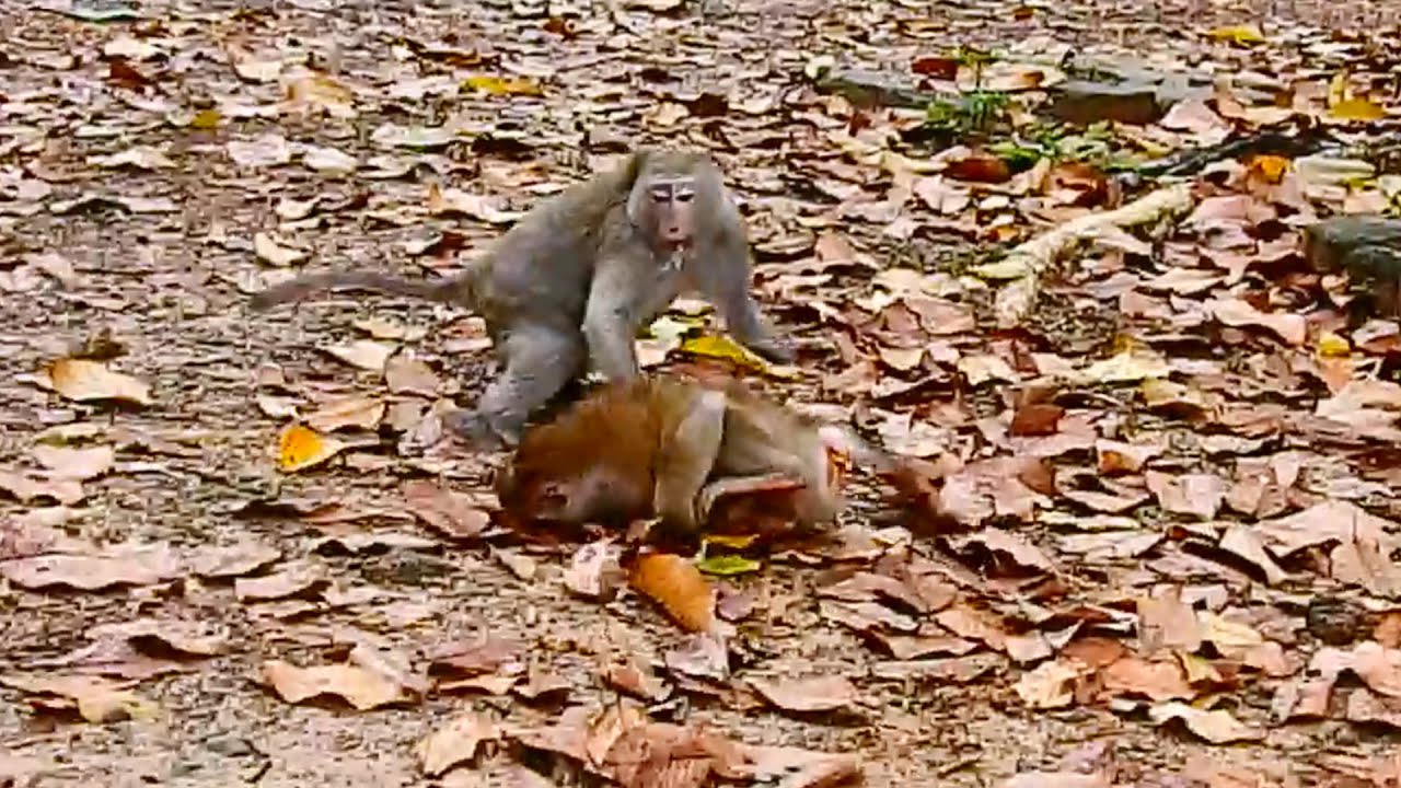 Poor Flora goes for a walk with Fox but Anita hit her she's very ...