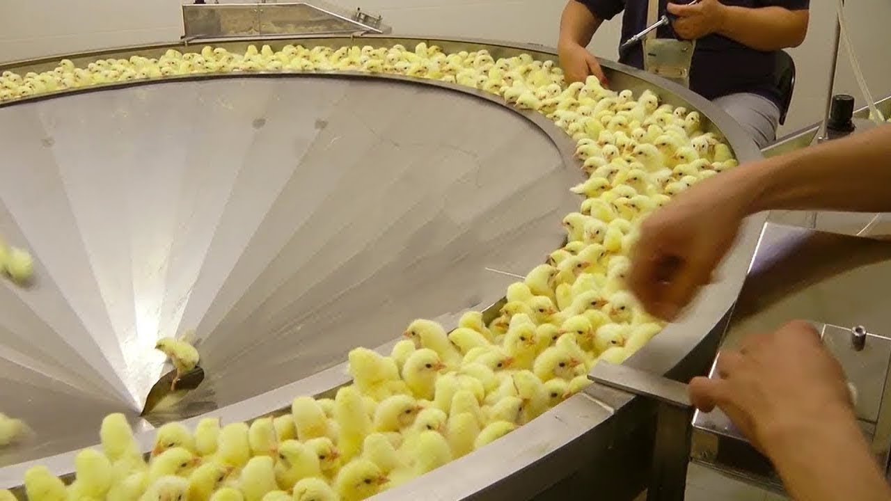 Amazing Modern Chicken Harvest Automatic Machines Process, This Tools ...
