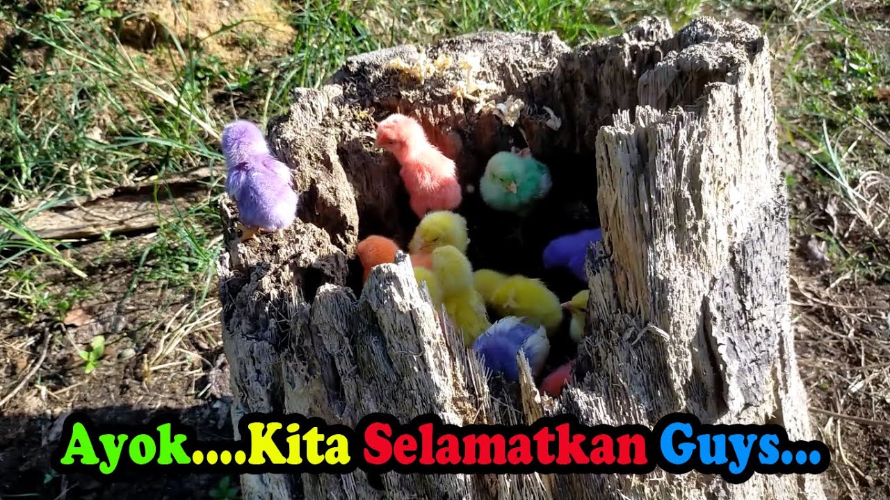 Menyelamatkan Anak Ayam Teletubbies yang Tersesat | Anak Ayam Warna ...
