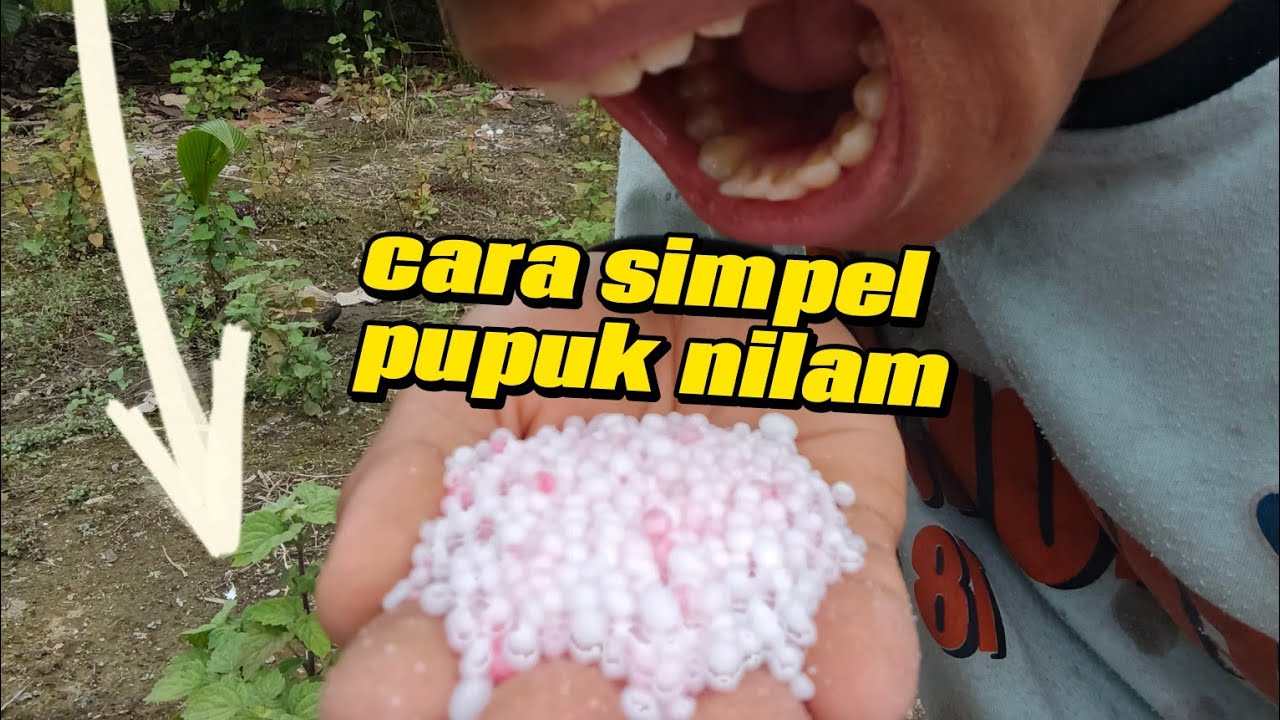 cara pupuk nilam#nilam - YouTube