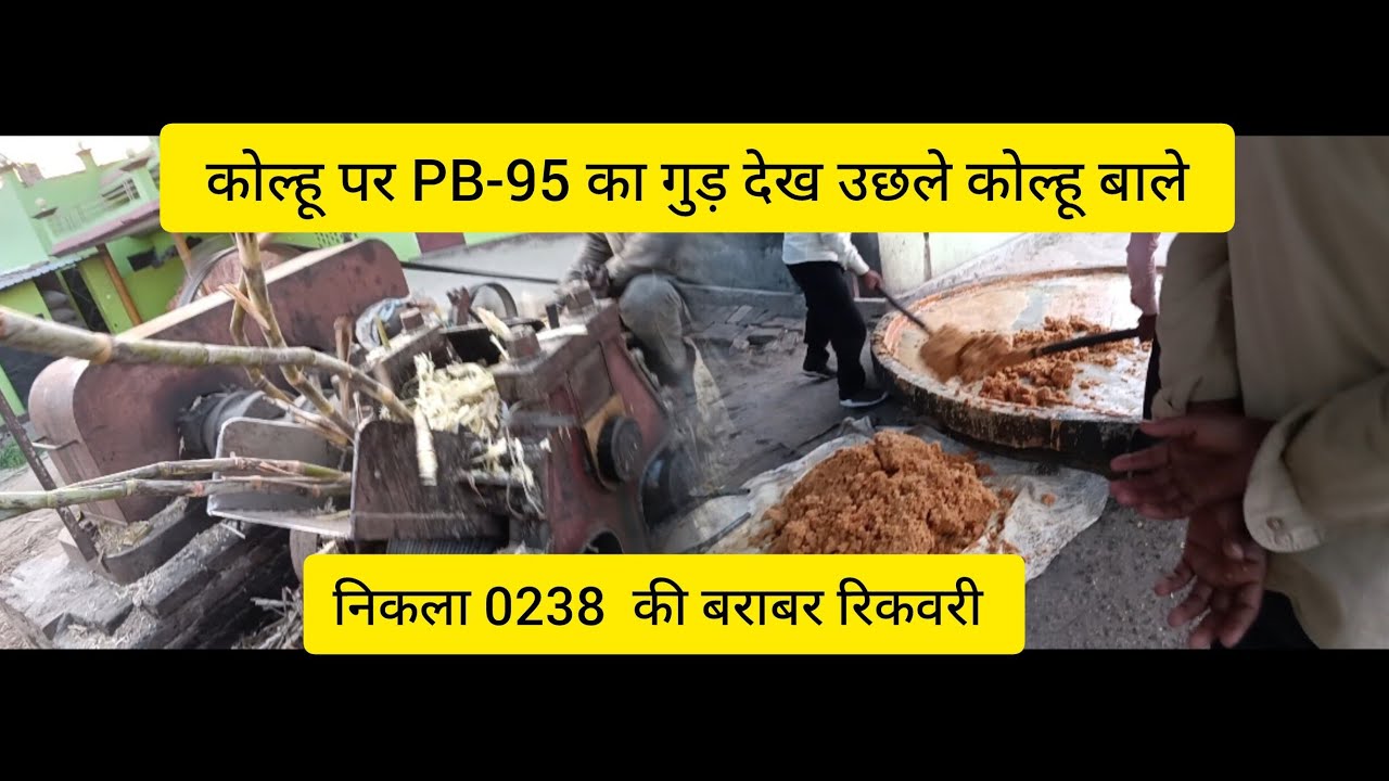 मिल वाले ना सही कोल्हू वालों ने PB95 को पास किया #pb95 PB95 #farming # ...
