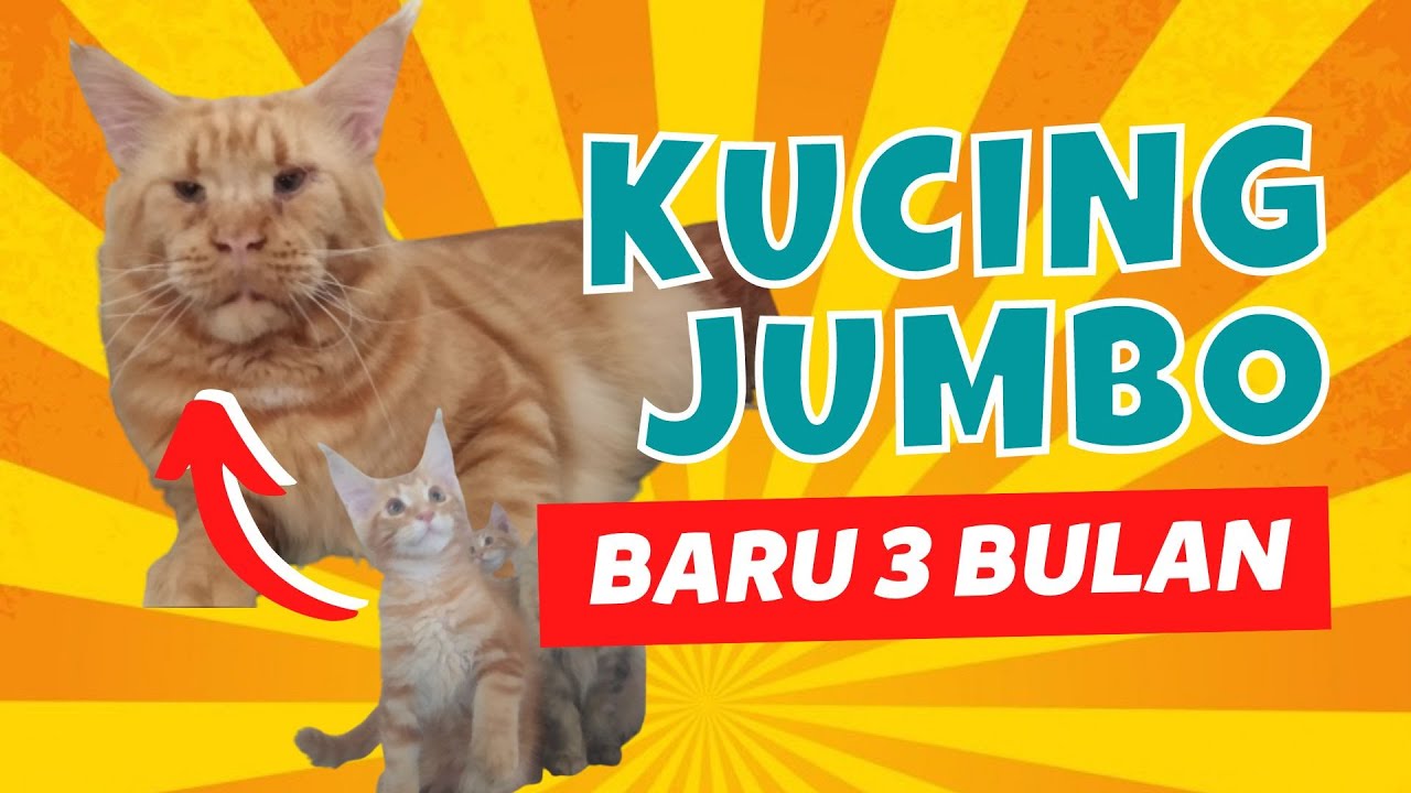 BERAT ANAK KUCING MAINECOON USIA 3 BULAN - YouTube