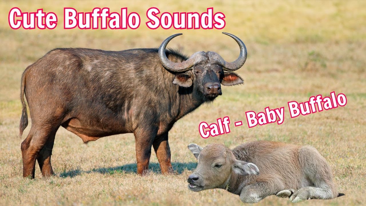 Buffalo Sounds - Discover Farm Animal Sounds - YouTube