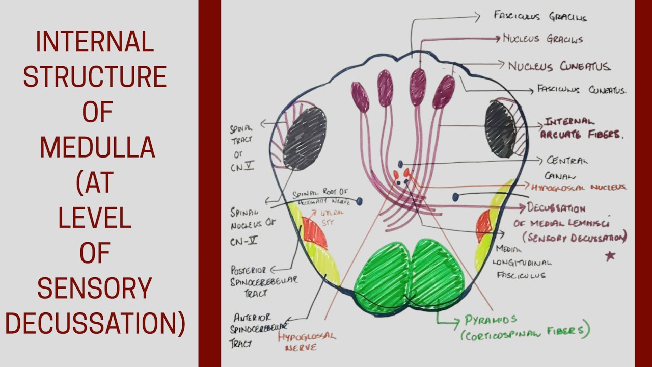 Cross section of Medulla - at level of SENSORY decussation | Internal ...