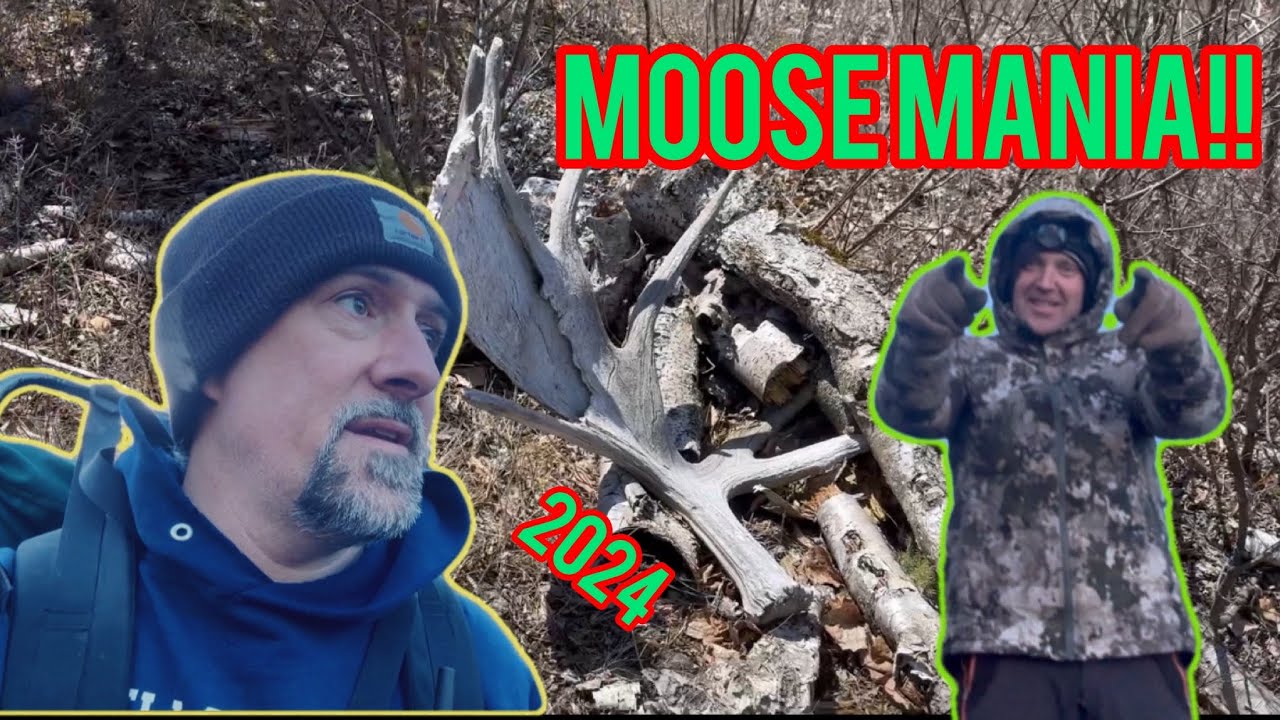MOOSE MANIA!! SHED #1 FOR SAM! @itsgotime - YouTube